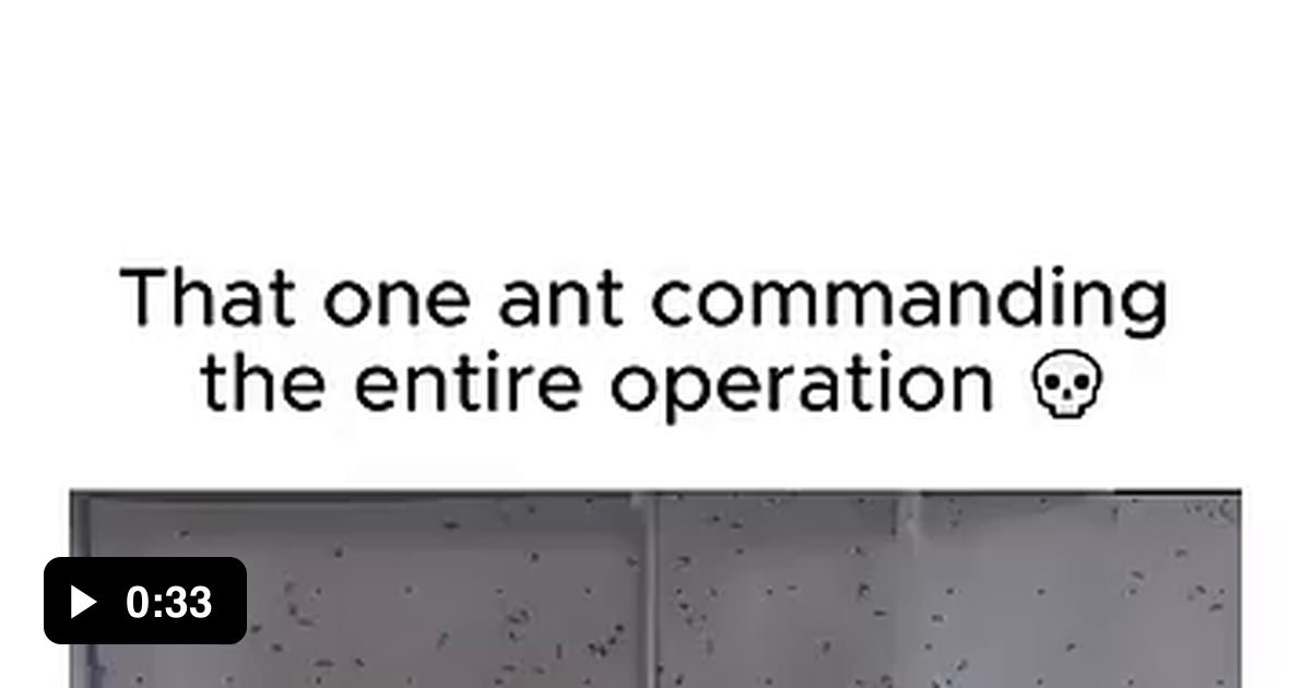 The generalissimo ant leading the charge - 9GAG