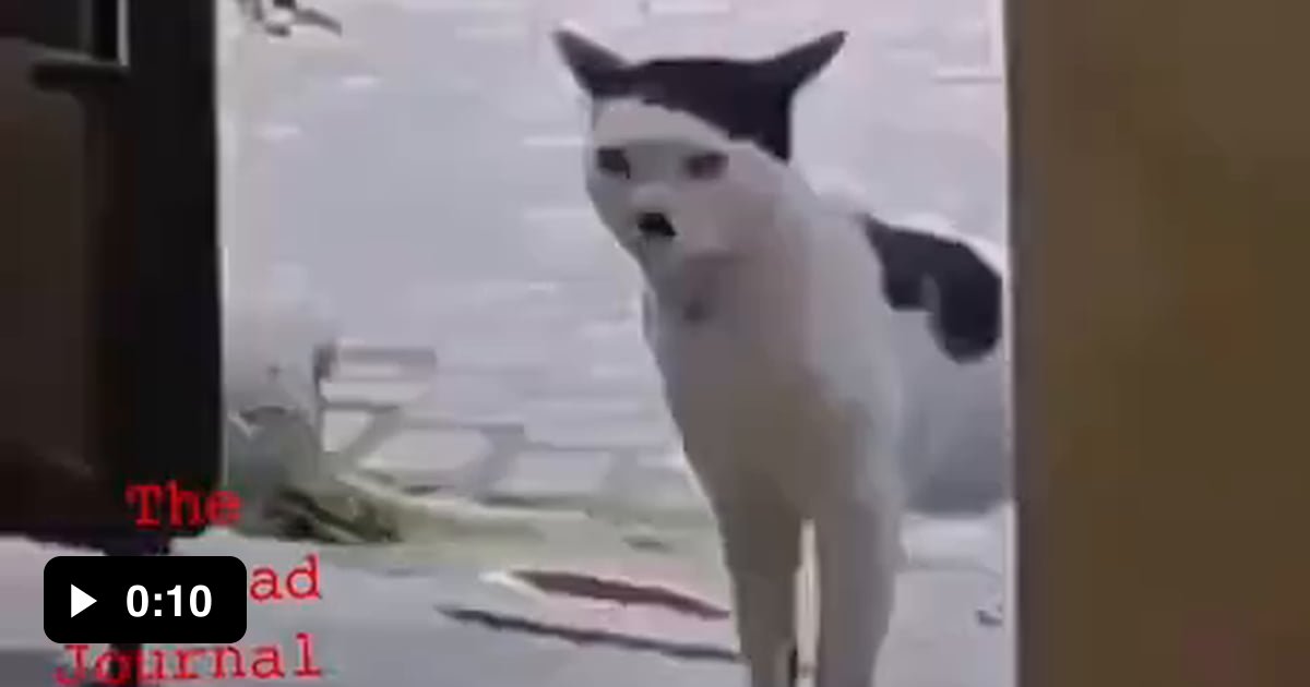 A random cat when it was hearing an old german song. - 9GAG