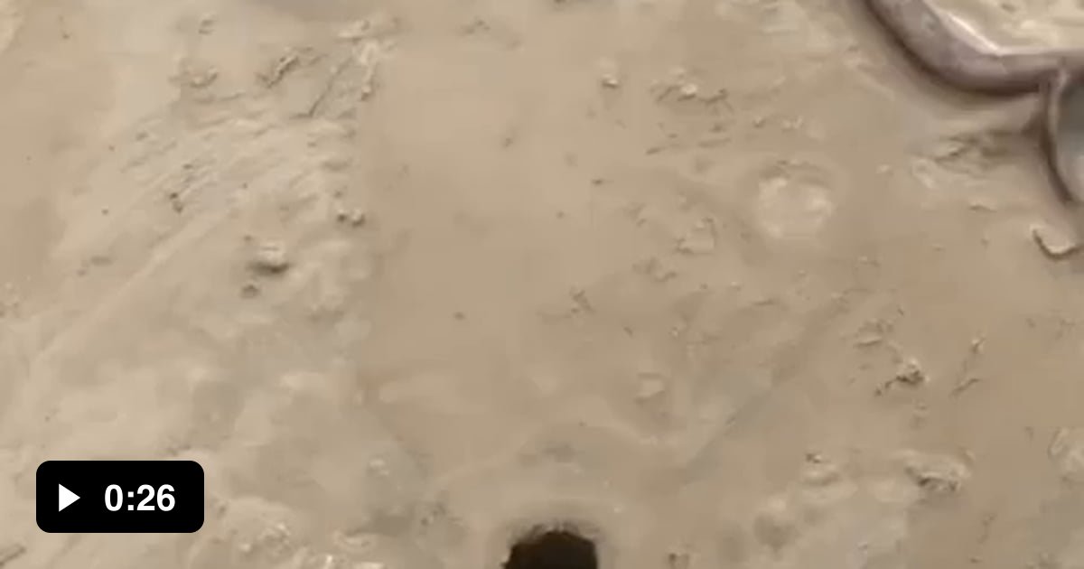 Octopus squeezes through a tiny hole - 9GAG