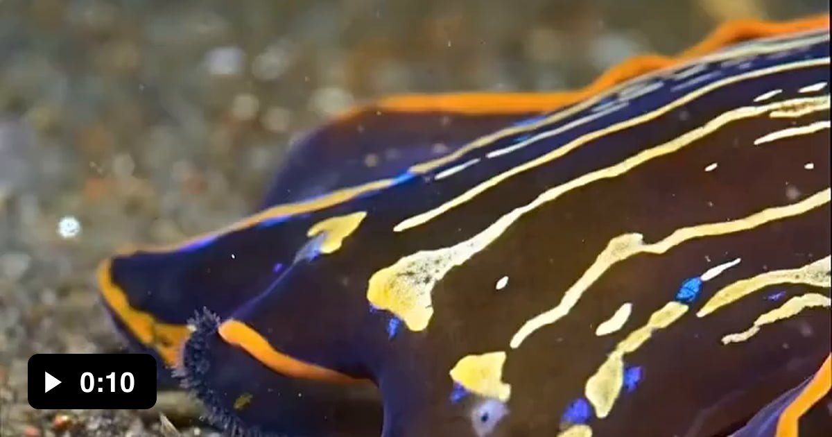 The Navanax (Navanax inermis) is a fierce sea slug known for its ...
