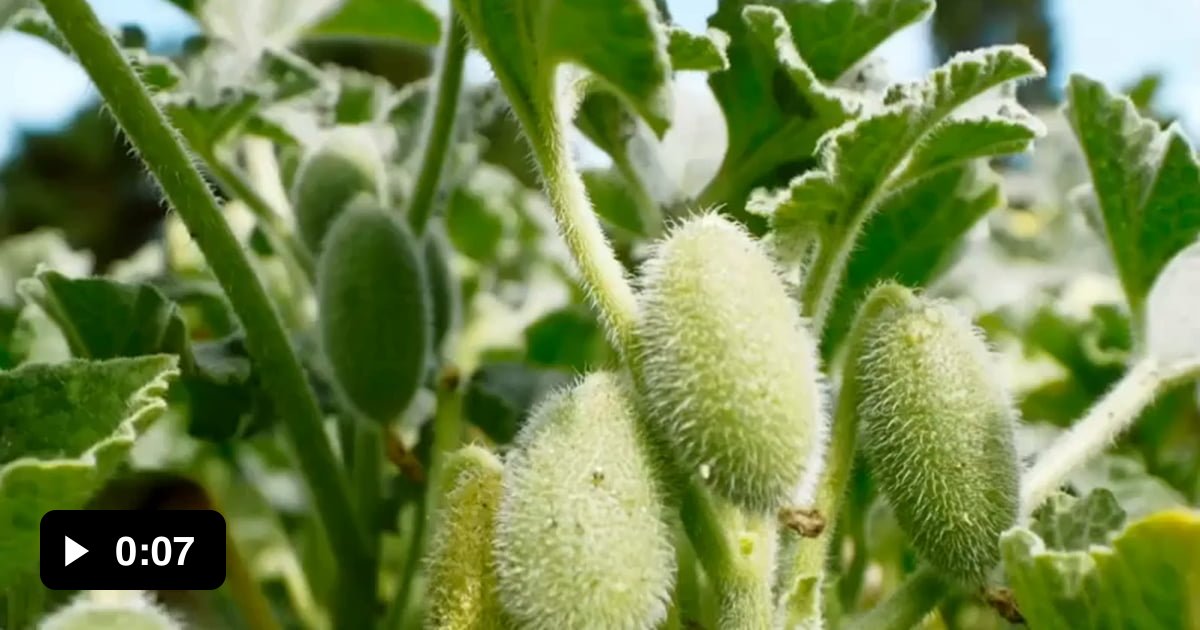 Ecballium elaterium ( squirting cucumber) ejects its seeds explosively ...