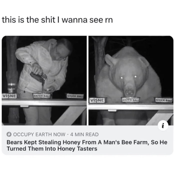 Bears are honey experts - 9GAG