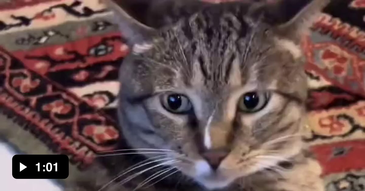 SHOW ME YOUR KITTIES - 9GAG