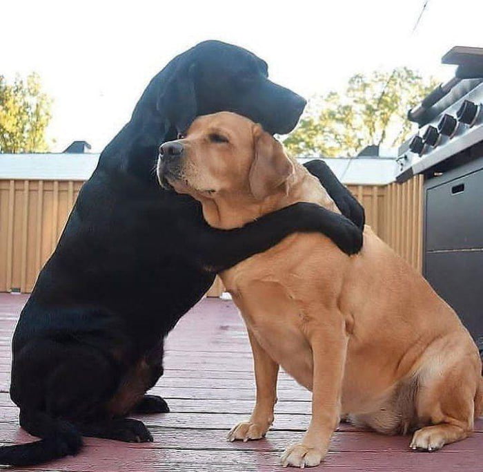 Who needs a hug? - 9GAG