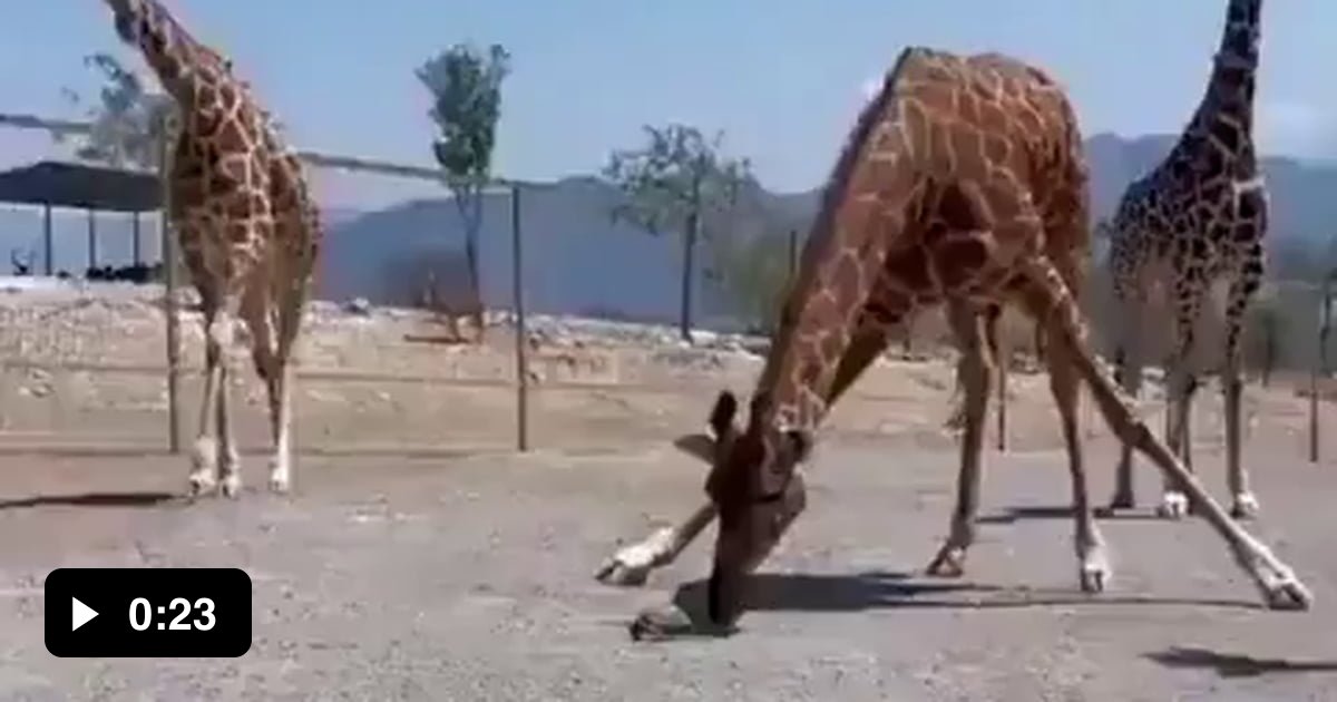 Let's go little guy...😂 - 9GAG
