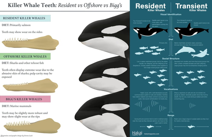 The Difference Between the Orca Tribes: Resident, Bigg's/Transient, and ...