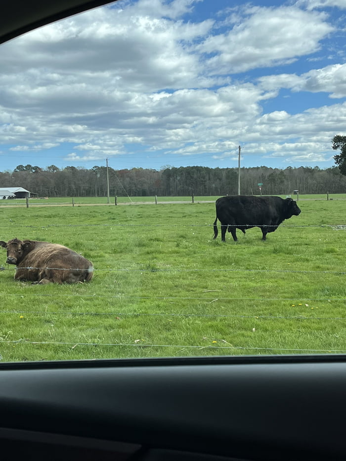 I pulled over to see these cows - 9GAG