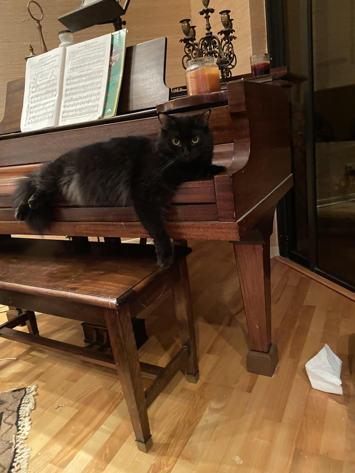 She’s there… the Phantom of the Opera!😲🎭🐈⬛😻 - 9GAG