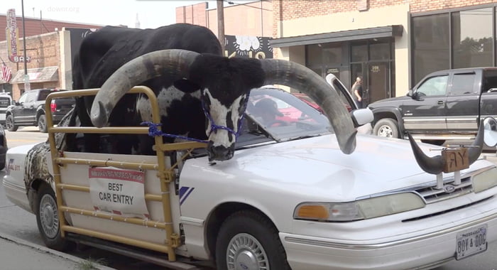 Man Gets Pulled Over in Nebraska - With a Full-Sized Bull Named ‘Howdy ...