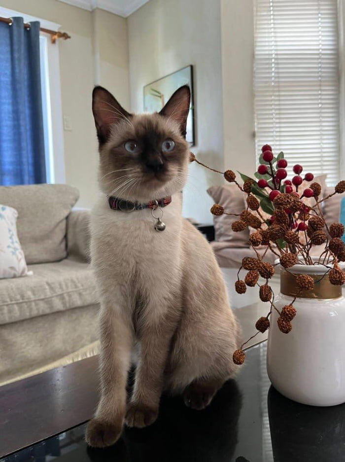 My mother’s cat, Clint - 9GAG