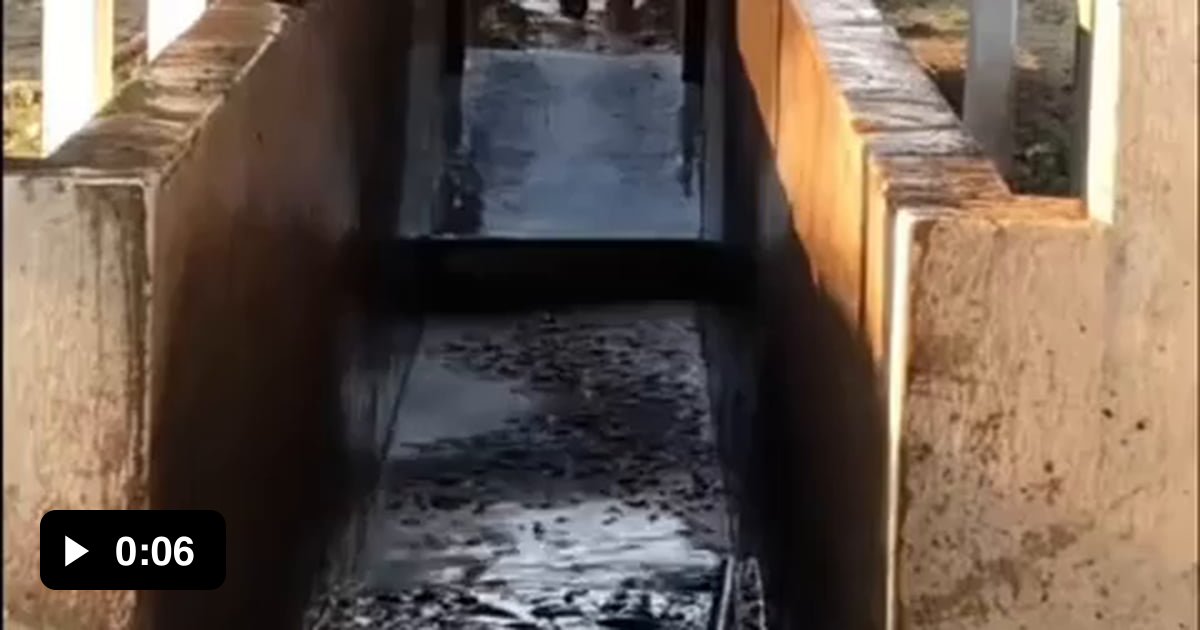 Bull Takes A Flea Dip - 9GAG