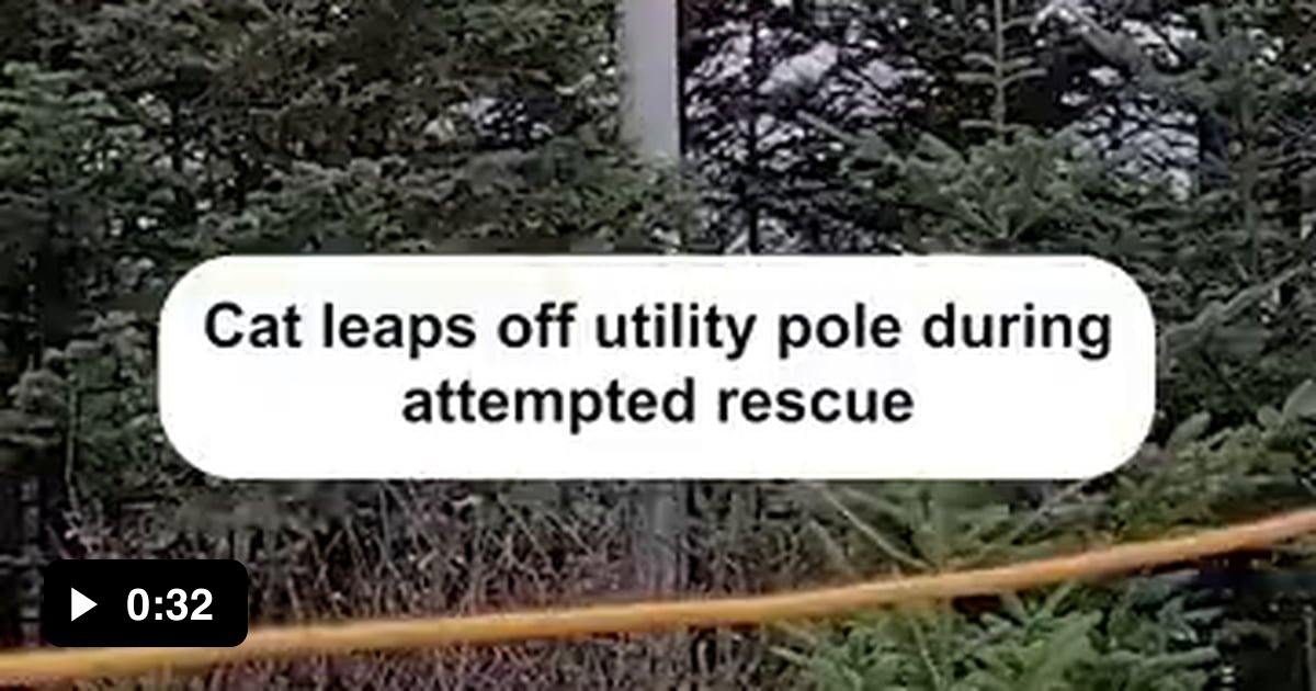 Spider cat Spider cat. Skip to 20 sec - 9GAG