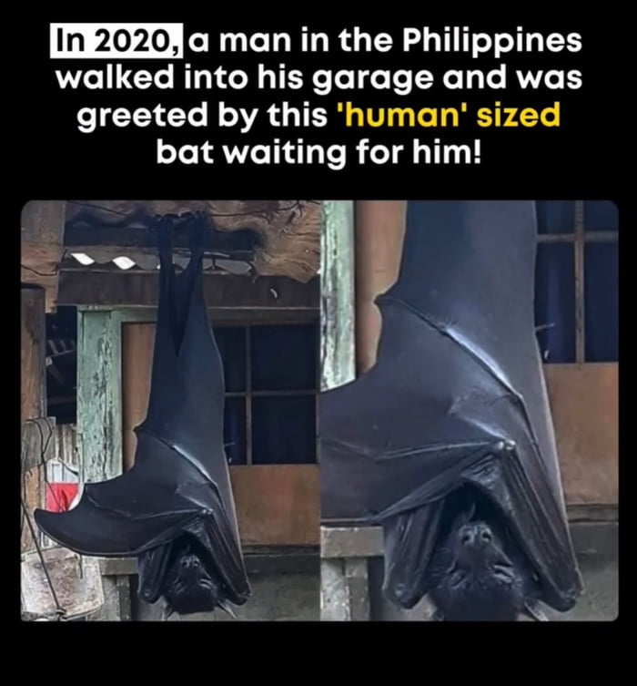 Imagine walking into your garage and seeing this absolute unit - 9GAG