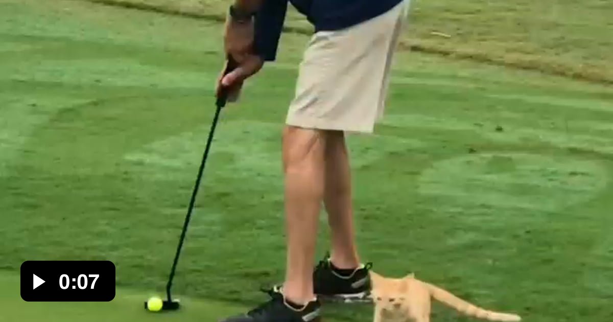 Cat in the Golf? - 9GAG