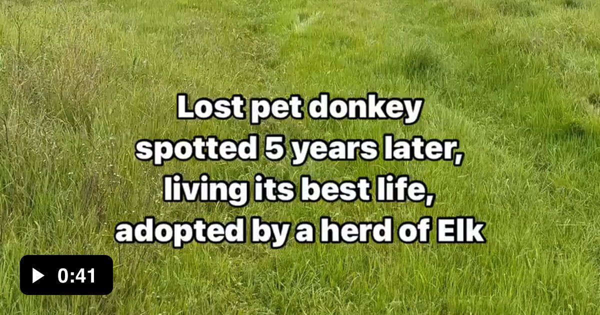 Pet donkey lost for 5 years was later spotted living his best life ...