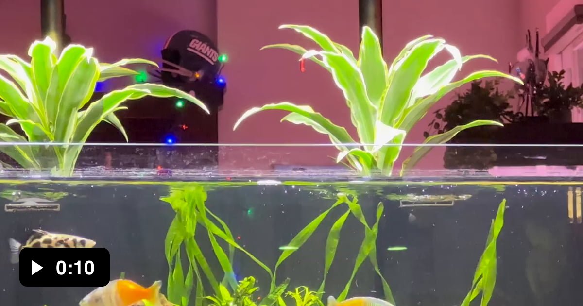 Archer Fish shooting water to catch a worm on a leave above - 9GAG