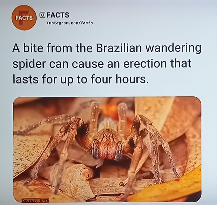 Second Best Spider Bite Next to Spidey. - 9GAG