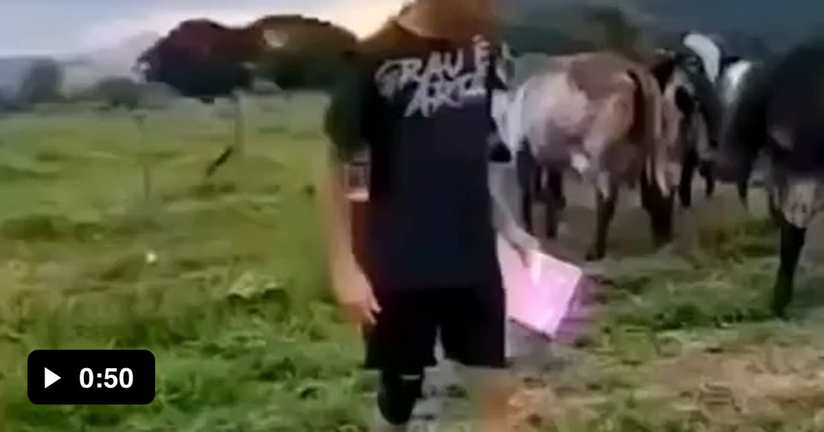 Argentinian farmer takes roll of his cows before going out to graze - 9GAG