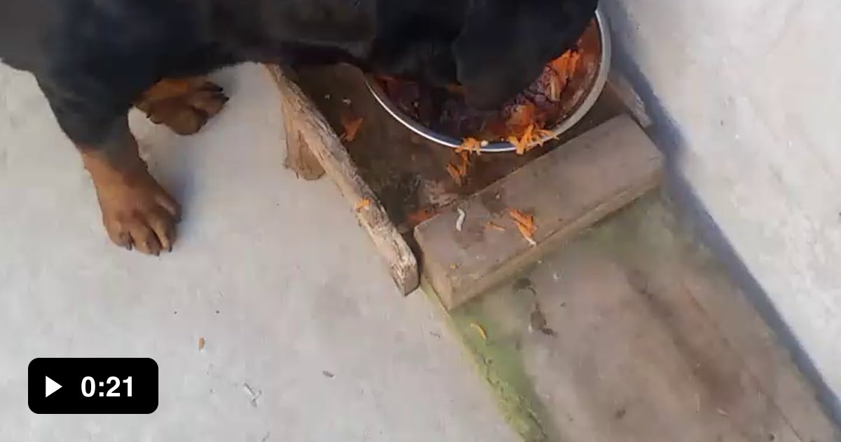 Thought I'd share my dogs on here. This was about a year or 2 ago while ...