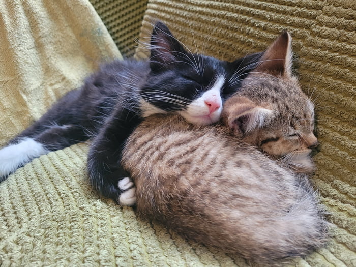 I see your cats and raise you two tiny Puskins - 9GAG