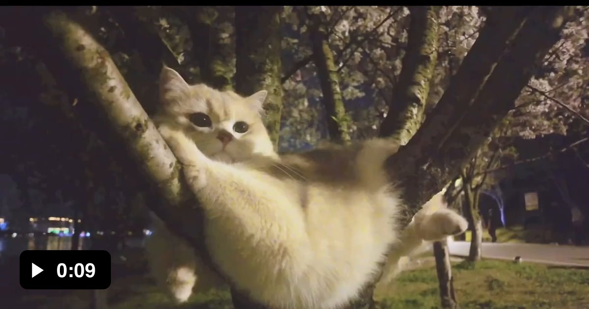 Fluffy Cloud Stuck in Cherry Blossom Dimension - Send Treats for Rescue - 9GAG