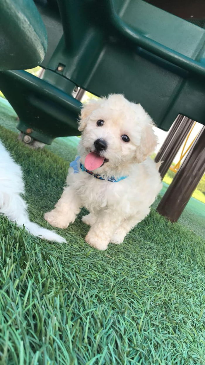 Smol pup, big day out - 9GAG