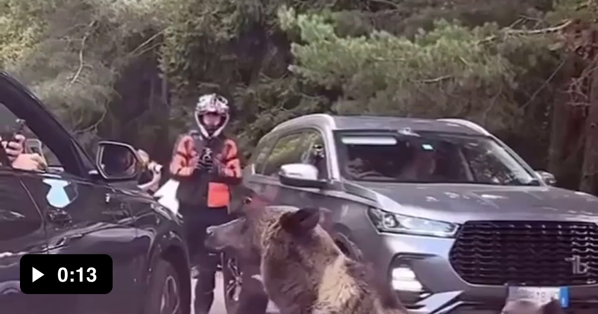 Ahh yes, let me just try to pet the f**king wild bear, nothing could go wrong! - 9GAG