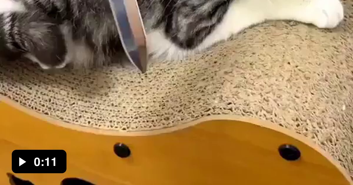 NOT flagged for cute cat abuse but saved for thespian skills. - 9GAG