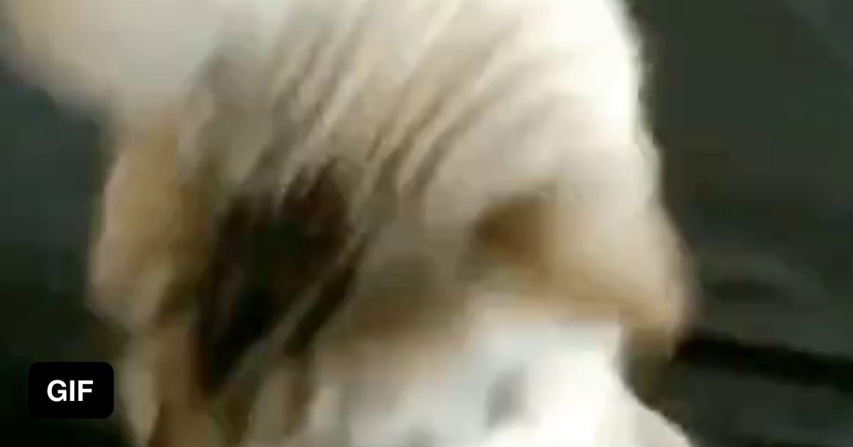 Léon: The Professional - 9GAG