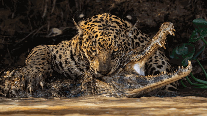 "Caiman Crunch". A picture of a Jaguar scoring a kill on a Caiman, shot ...