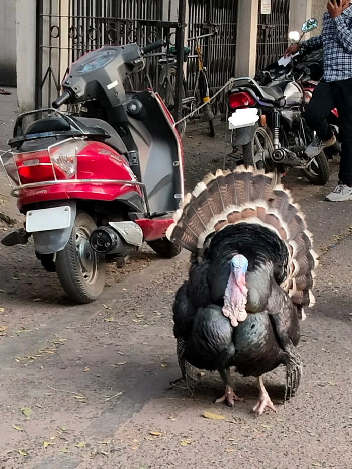 Of an indian Turkey - 9GAG