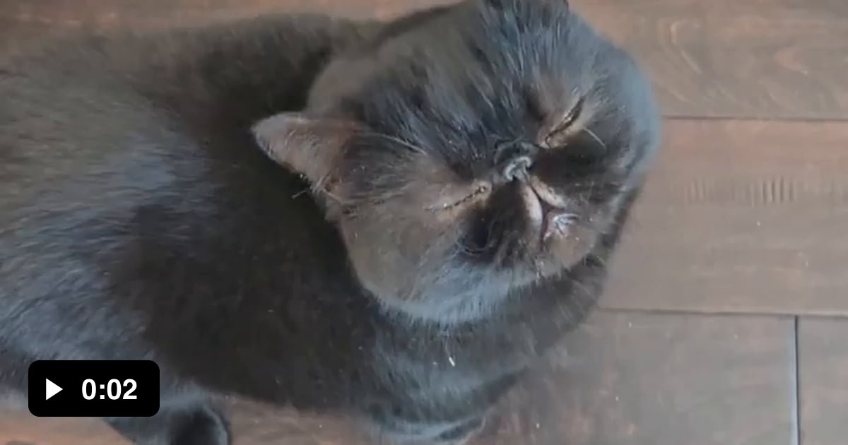 He squeaks when hes excited. - 9GAG