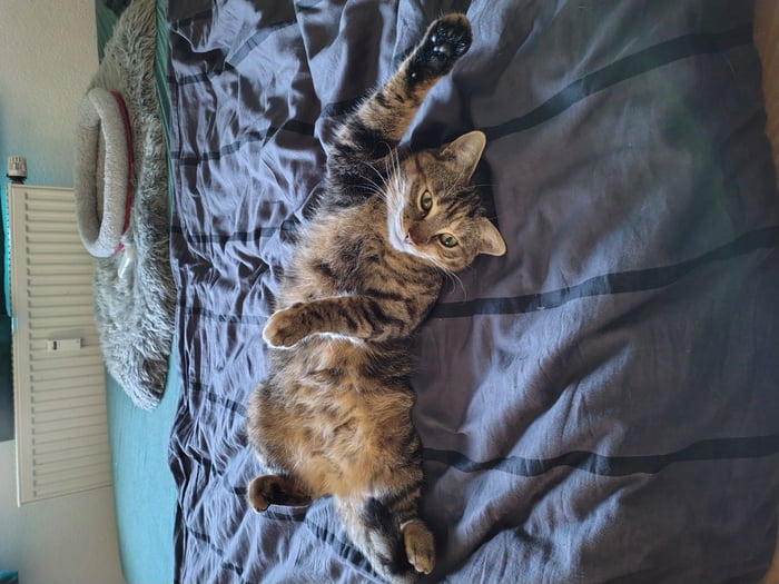 Week suits the Neko - 9GAG