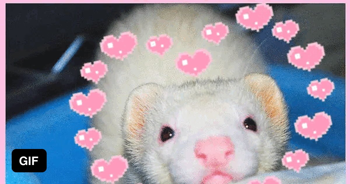 Ferret Heart - 9GAG
