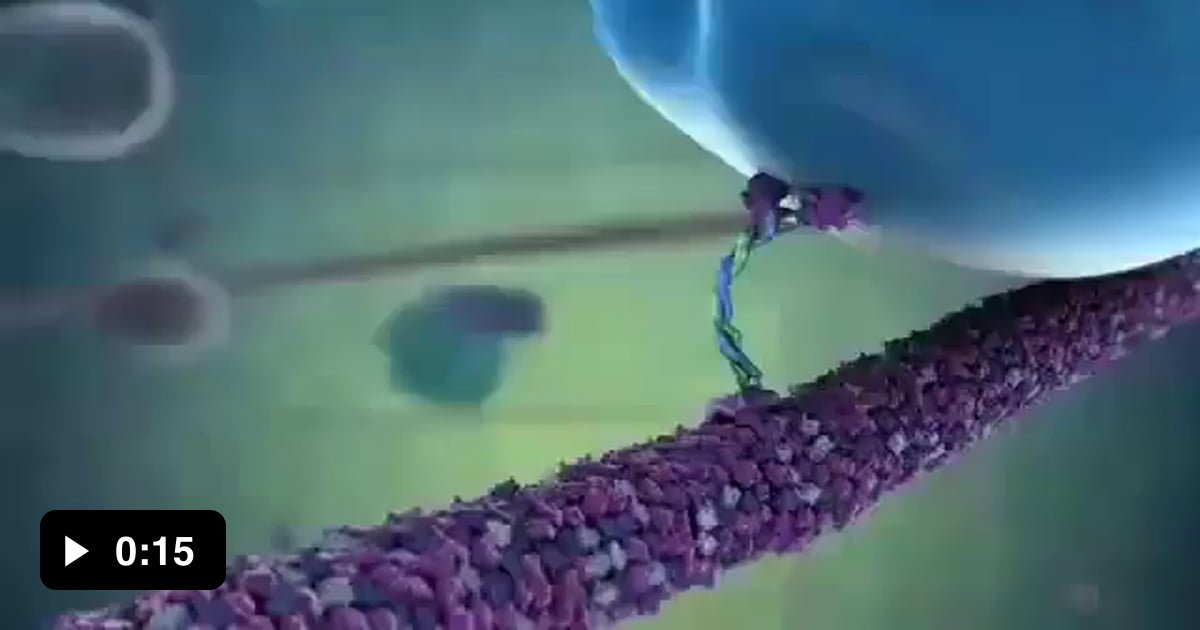 Kinesin, a motor protein, "walks" different proteins from one place to ...
