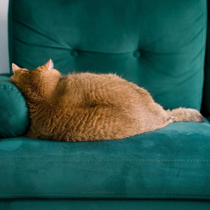 Cat of the day. - 9GAG