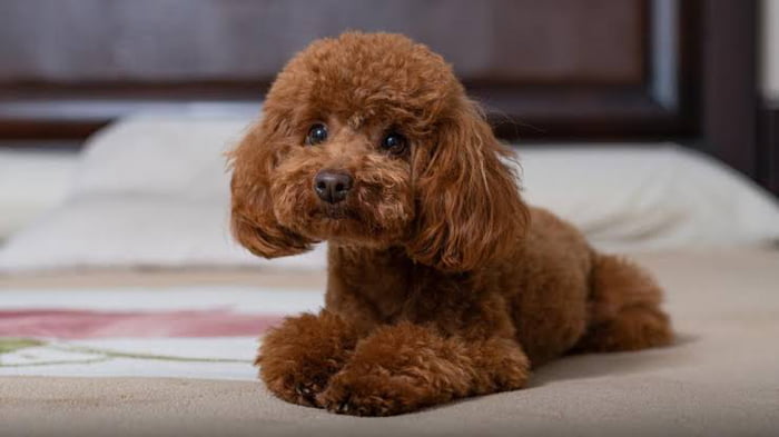Ini jenis toy poodle, lucu ya... jgn ya ejek org bilang mirip poodle ya ...