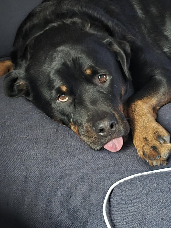 Big scary rottie alert - 9GAG