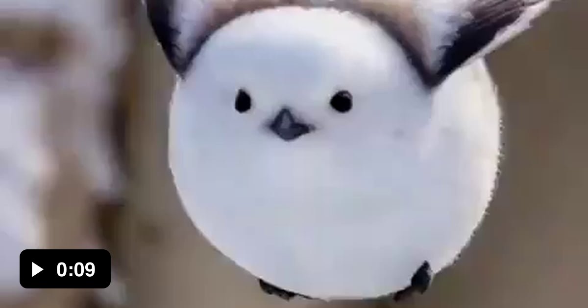 Flight of the Shima Enaga. - 9GAG