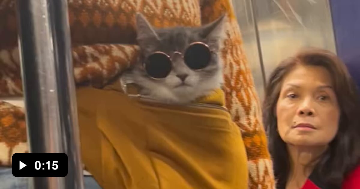 That's one cool cat - 9GAG