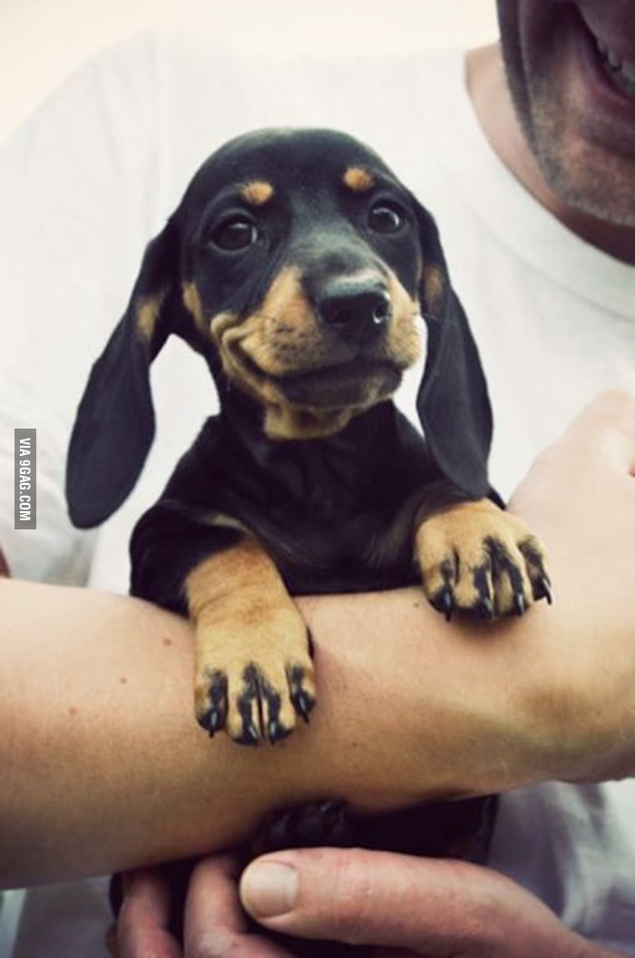 Happy Dachshund puppy - 9GAG