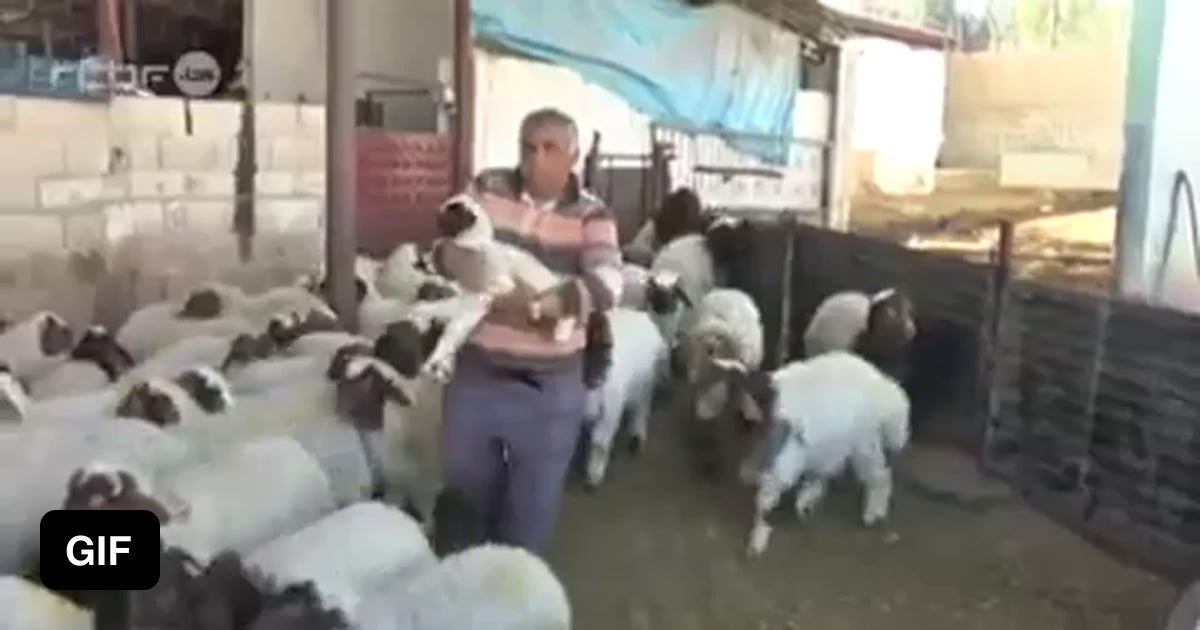 A two legged sheep born in Turkey - 9GAG