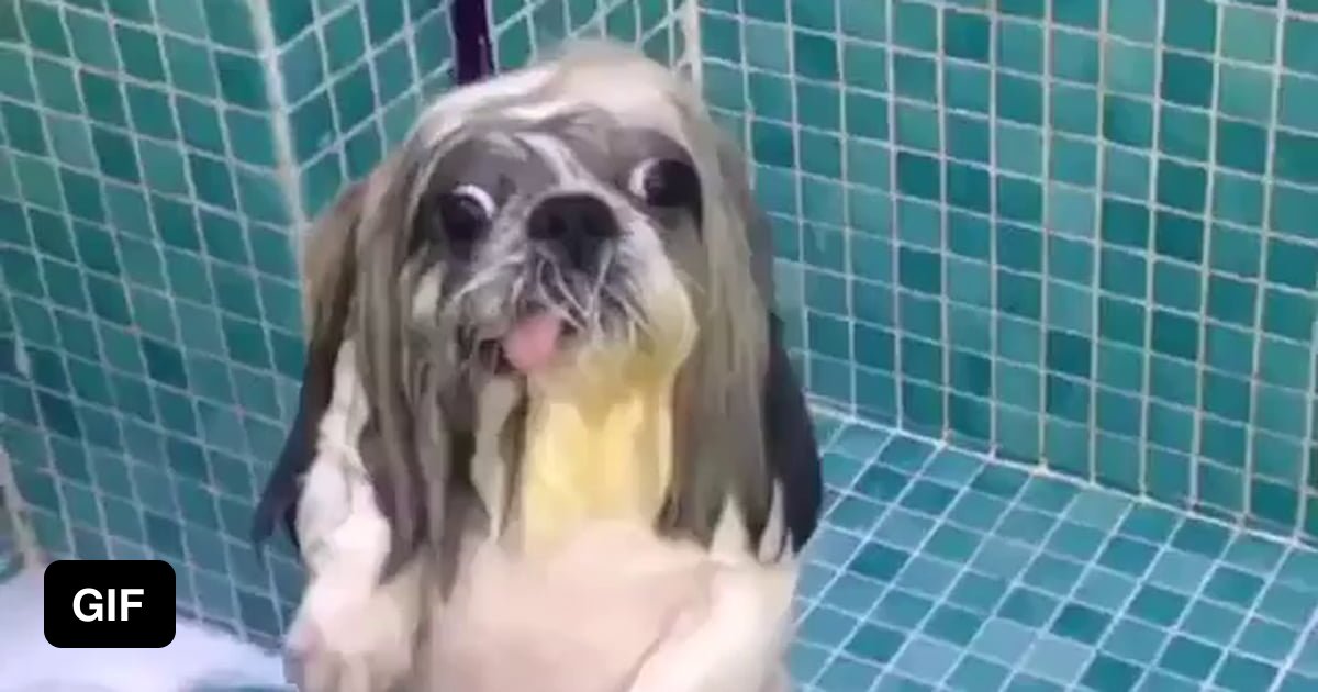 Wet Floofle - 9GAG