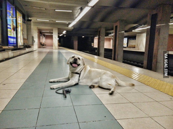 In Portugal dogs can ride the subway. He loves it! - 9GAG