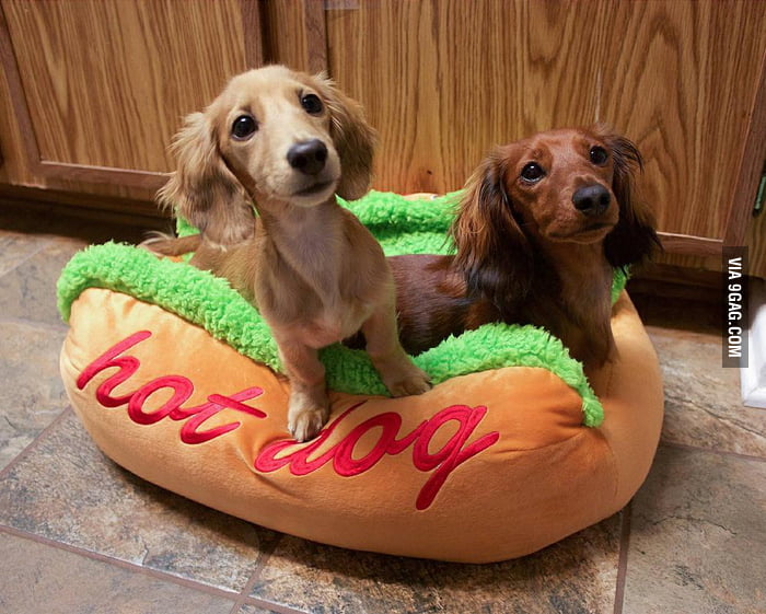 Two sausages, one bun. - 9GAG