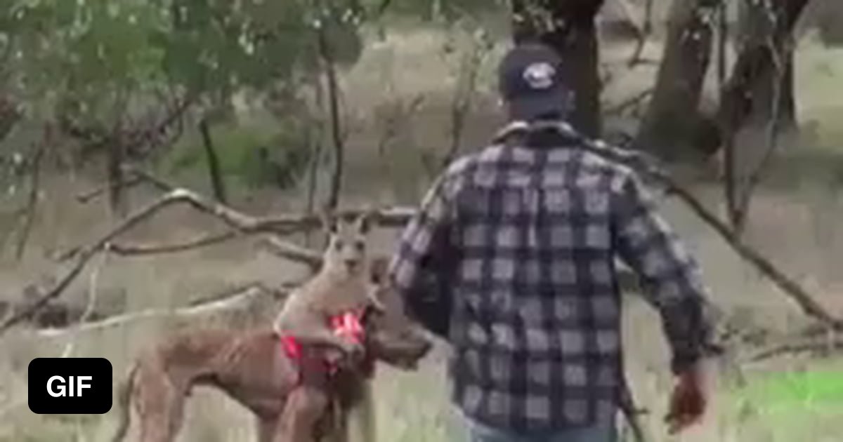 Guy going toe to toe with a roided out kangaroo to save his dog ...