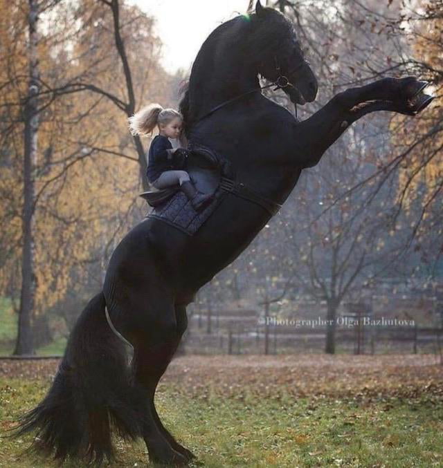 Jannah the horse master - 9GAG