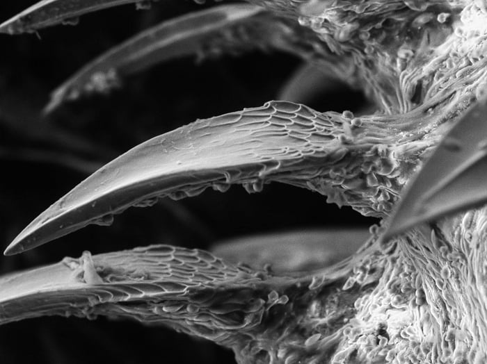 Shark skin under microscope - 9GAG