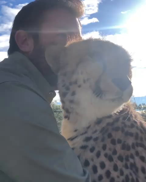 Cheetah enjoying their caretaker's company - 9GAG