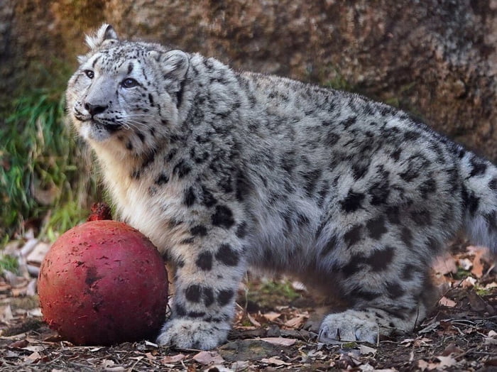 This wild POTATO - 9GAG